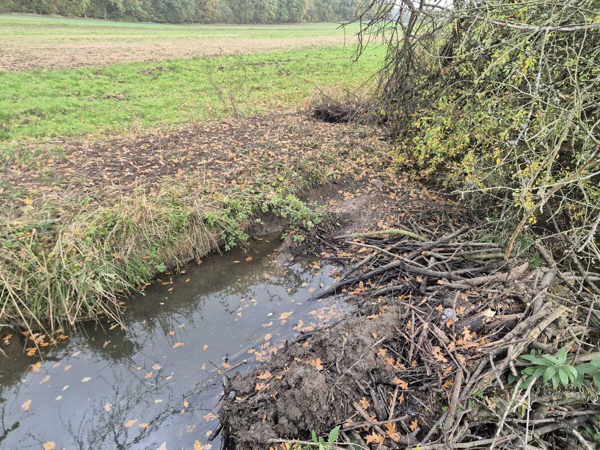 Biber in Hattenrod nach wie vor aktiv | rp-gießen.hessen.de